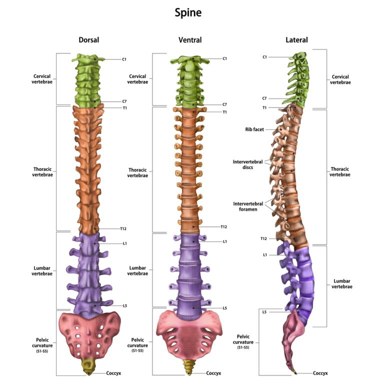 Spondylosis vs. Spondylolysis vs. Spondylolisthesis