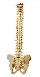 Multilevel Fusion Surgery to Cure Lower Back Pain - Premia Spine